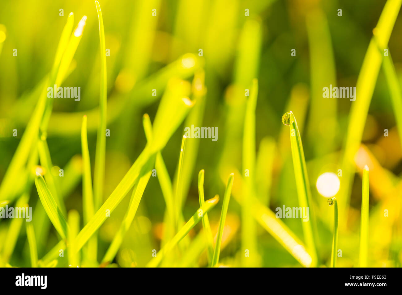 Beautiful grass background with blurred background Stock Photo - Alamy