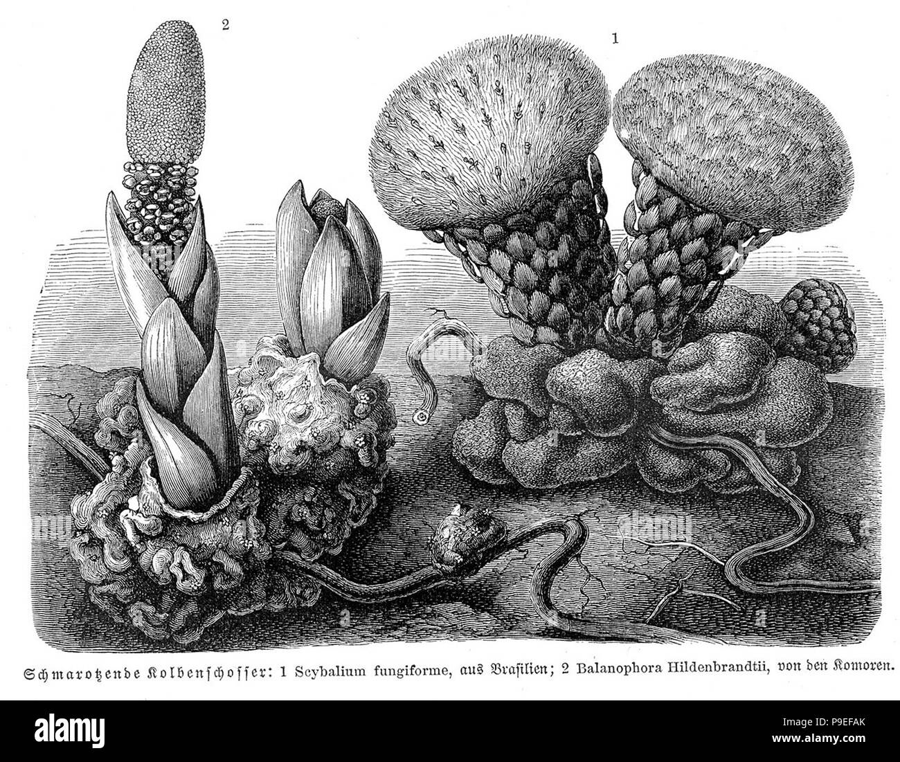 Example of botanical illustration Black and White Stock Photos & Images ...