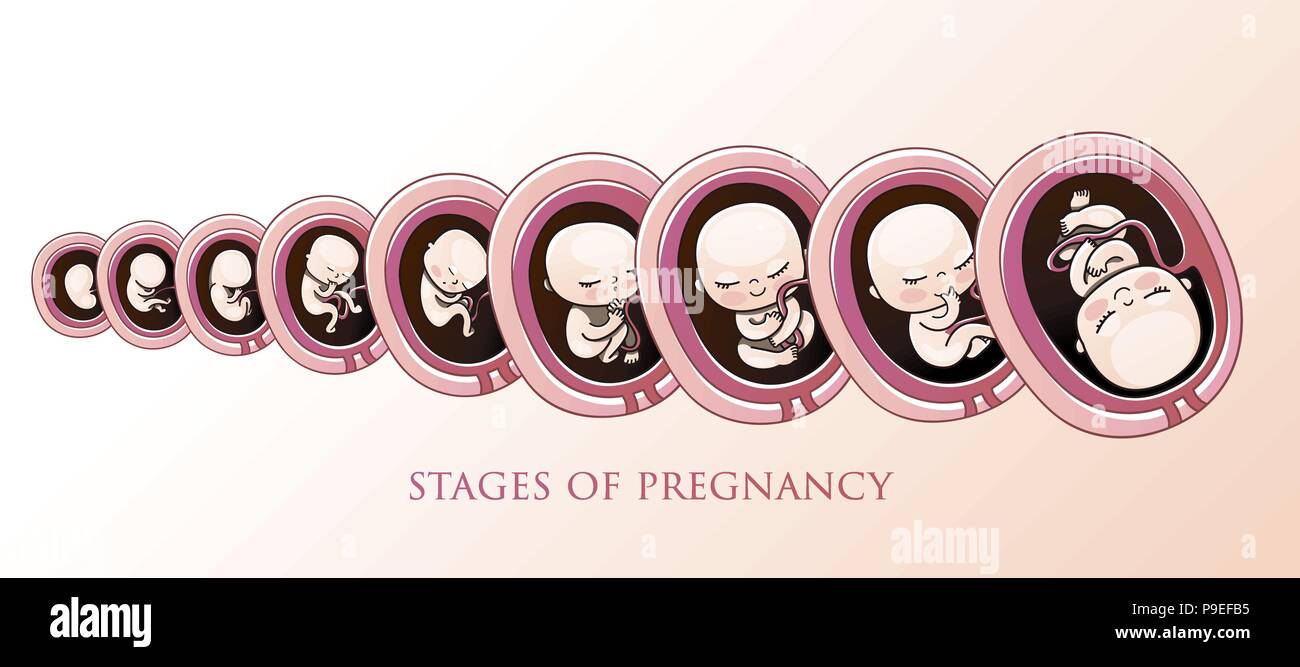 Placenta position hi-res stock photography and images - Alamy