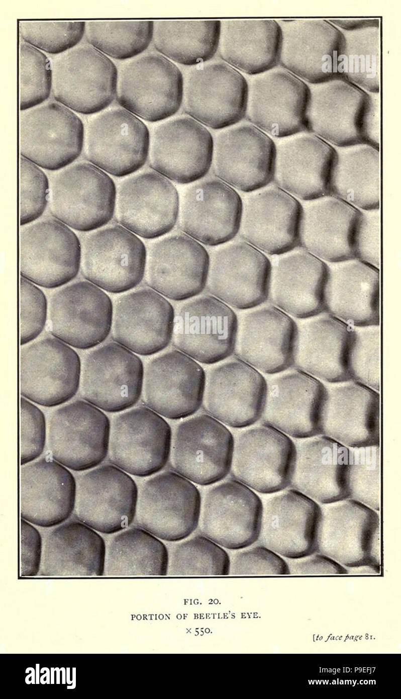 Microscopic animal hi-res stock photography and images - Alamy