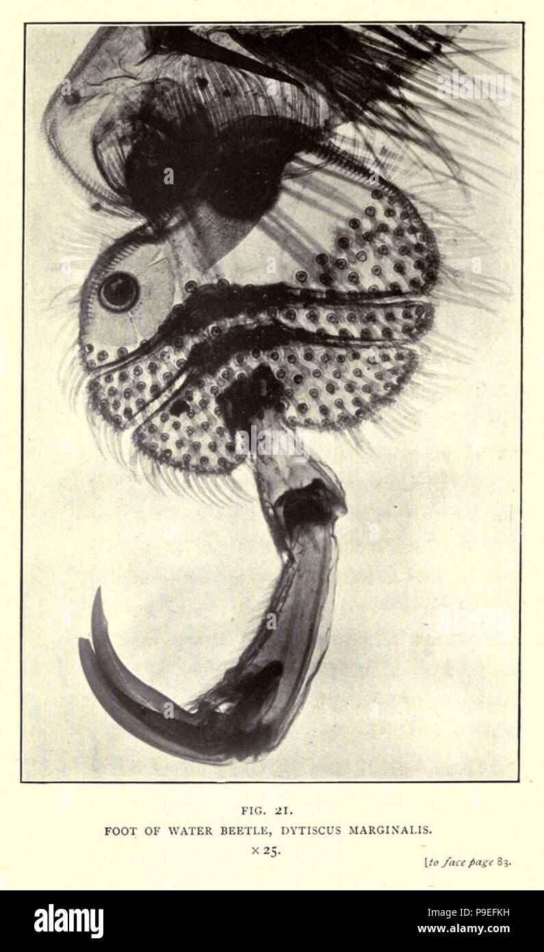 Dna and mosquito hi-res stock photography and images - Alamy