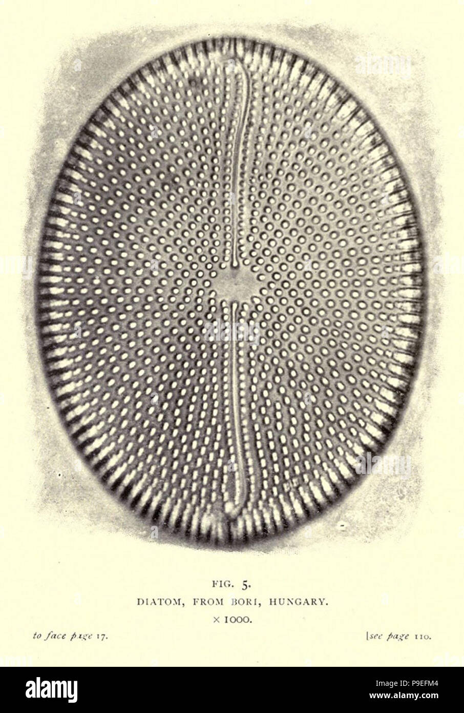 Ancient dna laboratory hi-res stock photography and images - Alamy