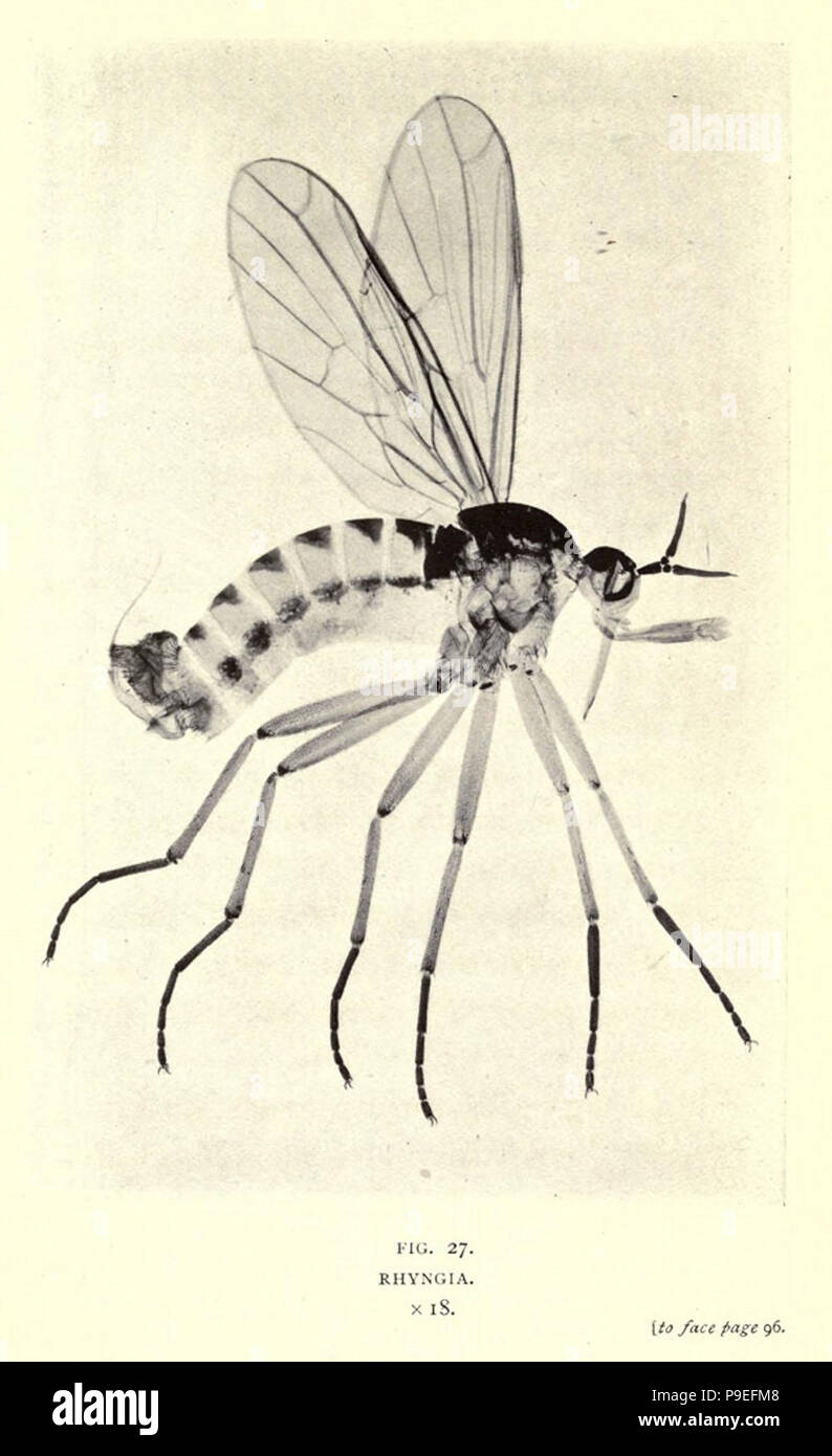 Microscopic animal hi-res stock photography and images - Alamy