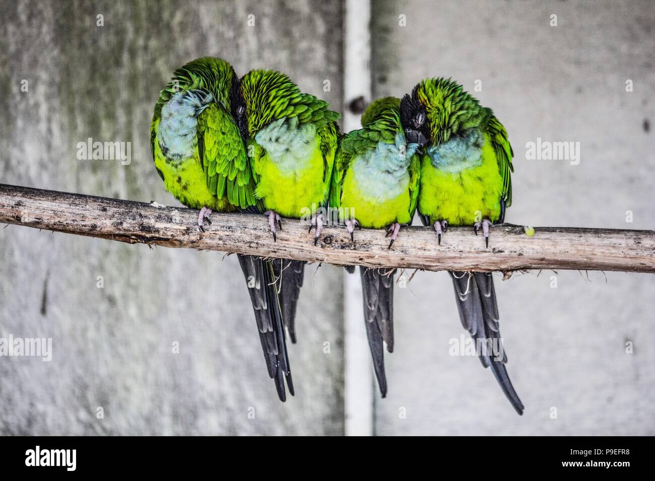 4 birds hi-res stock photography and images - Alamy
