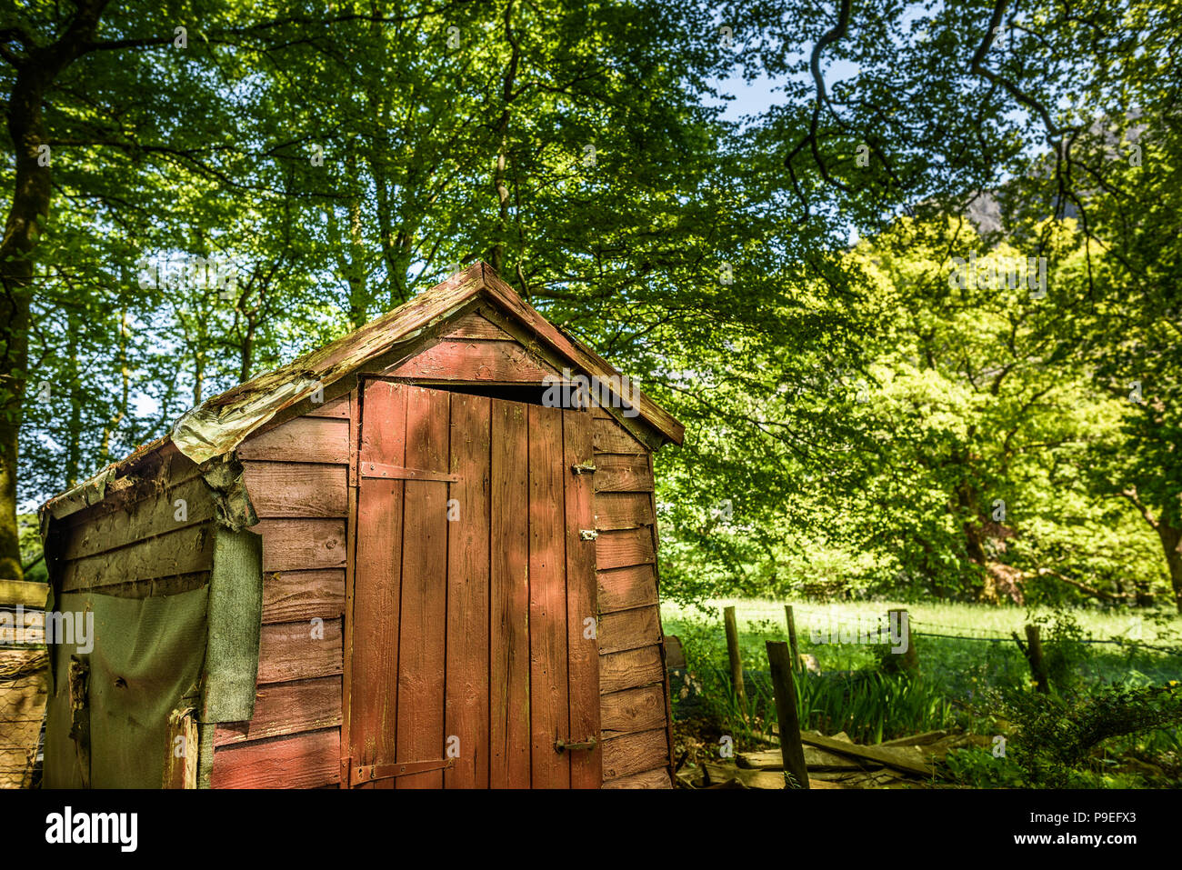 An old, abandoned garden shed amid a woodland garden Stock Photo - Alamy