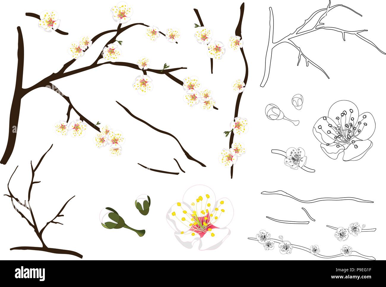 Prunus mume Outline - Chinese plum, Japanese apricot flower, Plum ...