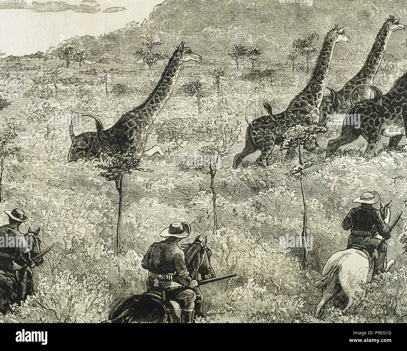 Africa. Safari. Giraffe hunting. Engraving. 19th century Stock Photo ...