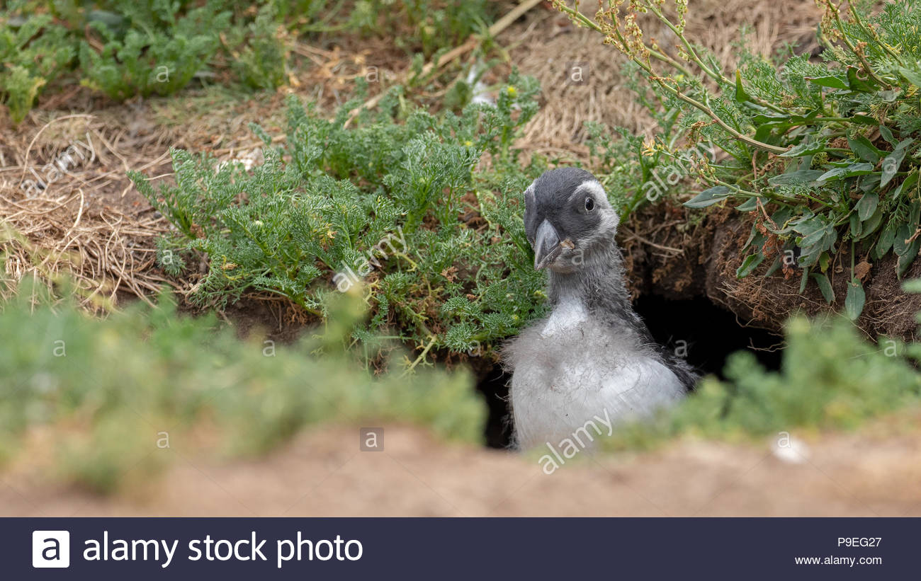 Puffling Stock Photos & Puffling Stock Images - Alamy