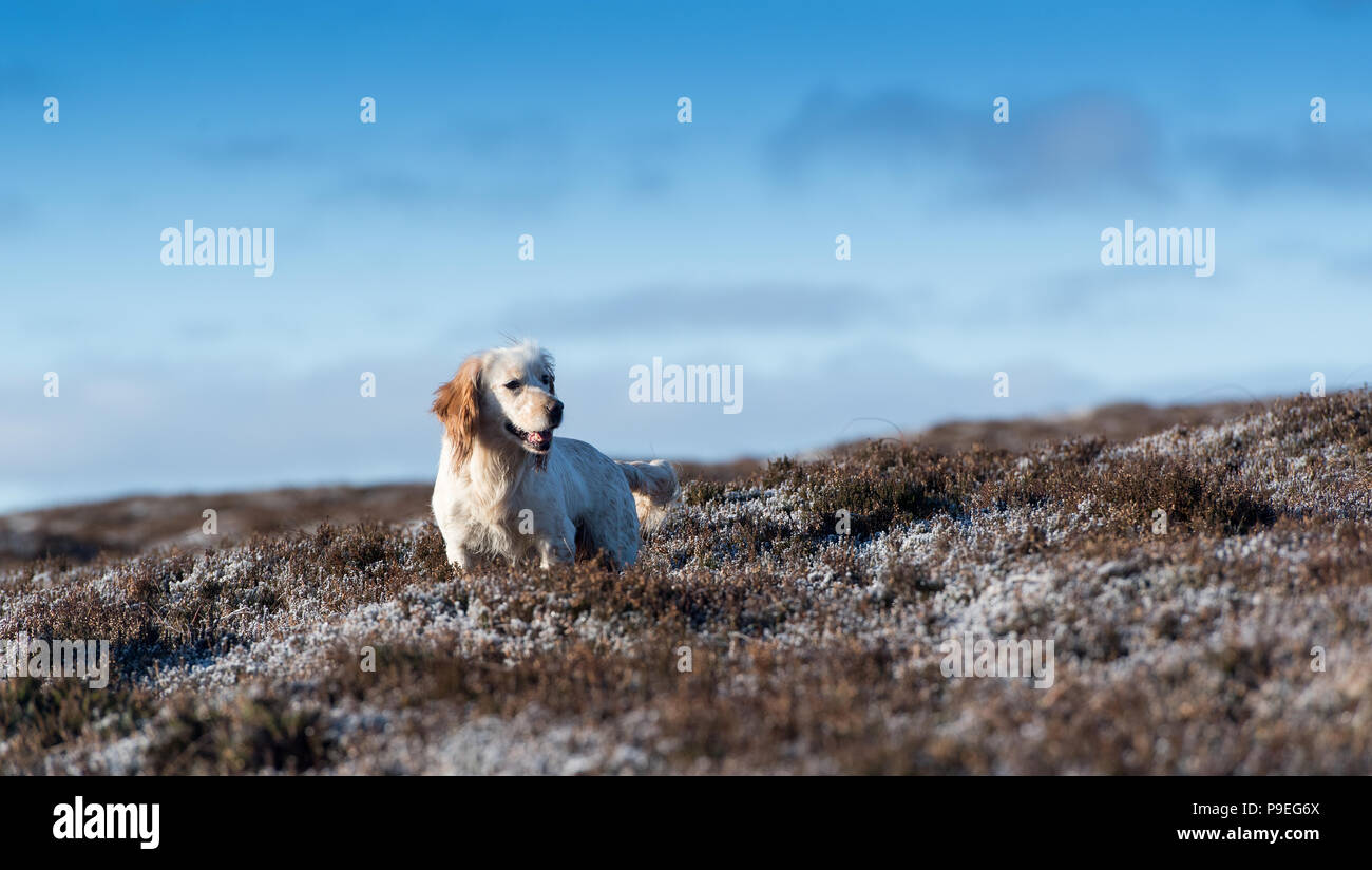Golden labrador hi-res stock photography and images - Alamy