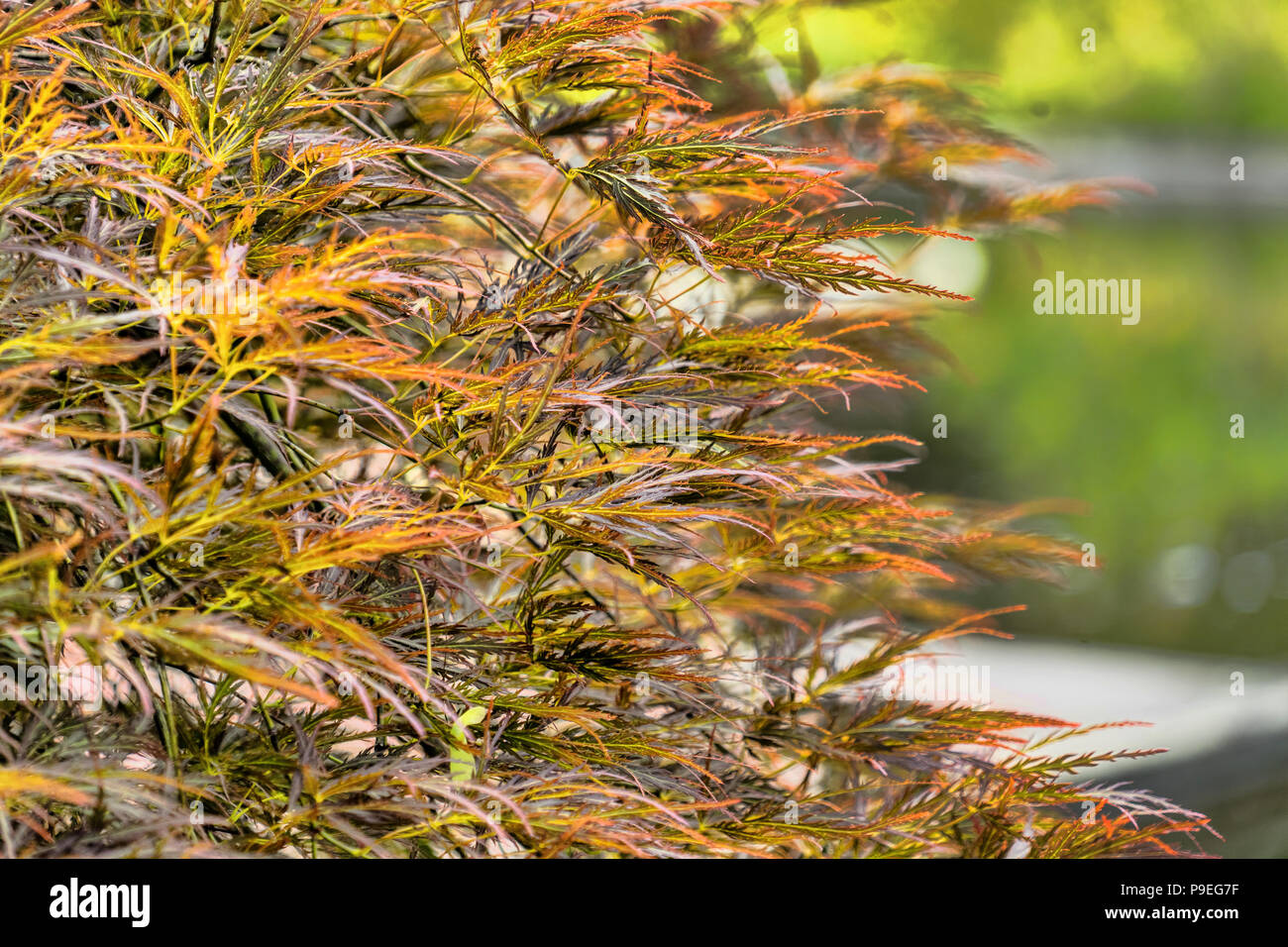 Detail of a feather maple with a blurred green background, abstract ...