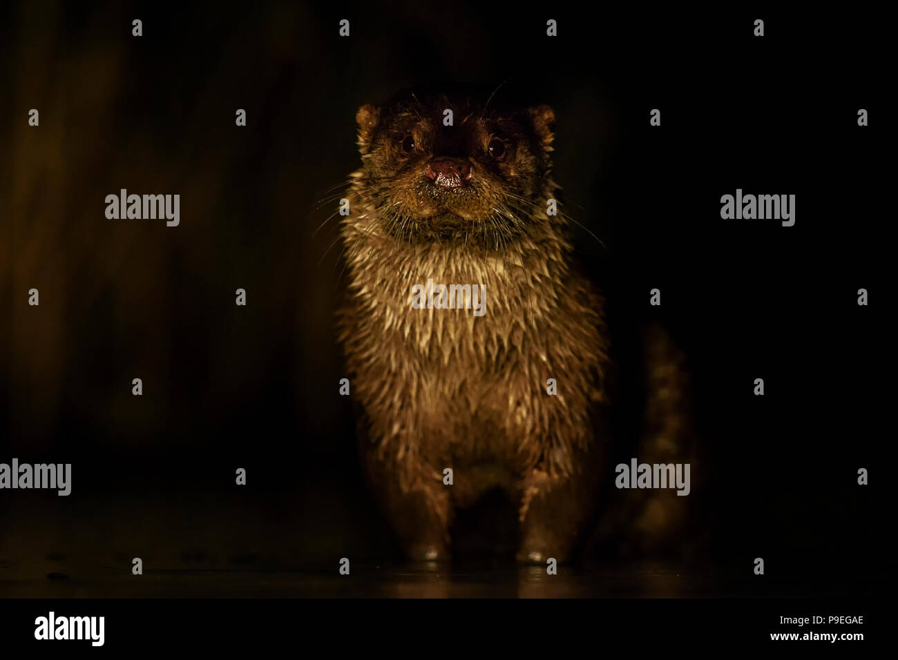 Eurasian River Otter - Lutra lutra, freswater nocturnal carnivores from ...