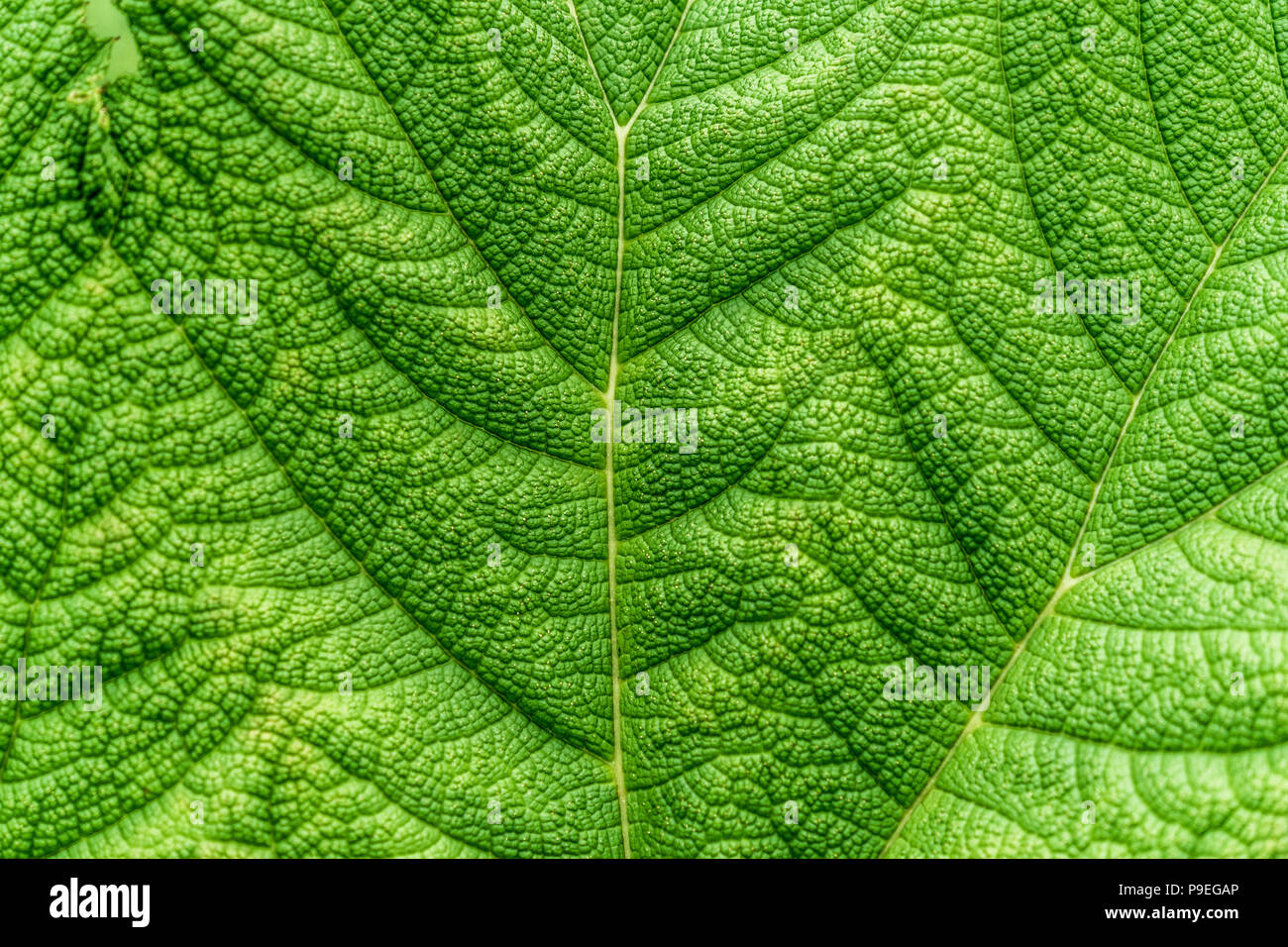 Veins section texture hi-res stock photography and images - Alamy