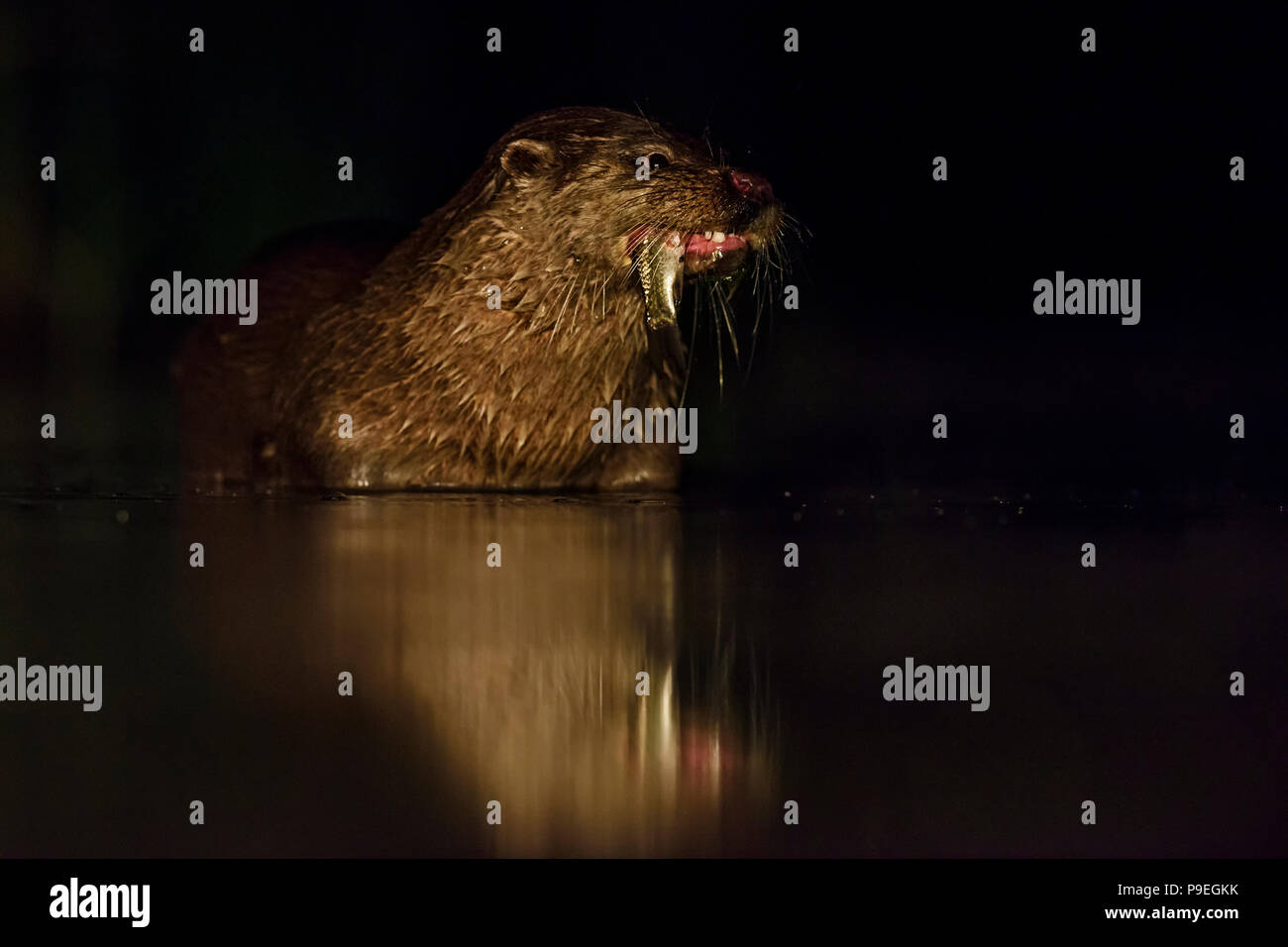 Eurasian River Otter - Lutra lutra, freswater nocturnal carnivores from ...