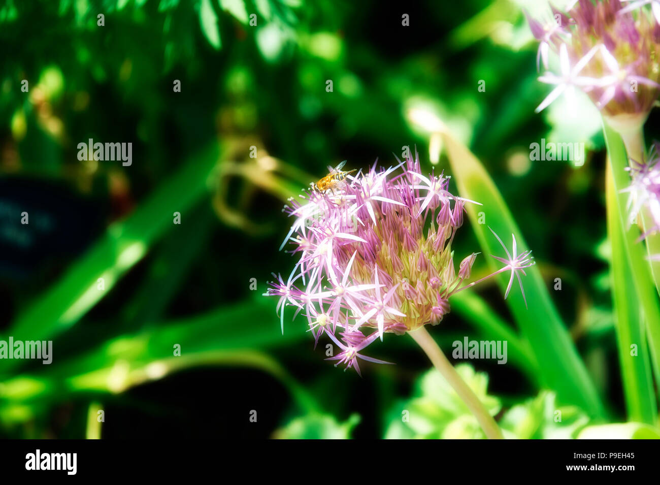 Soft focus effect hi-res stock photography and images - Alamy
