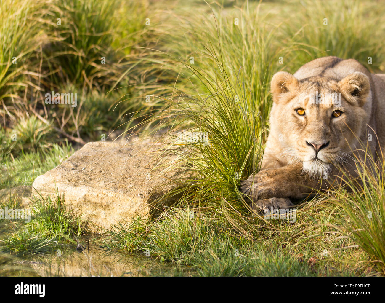 Dublin zoo lion hi-res stock photography and images - Alamy