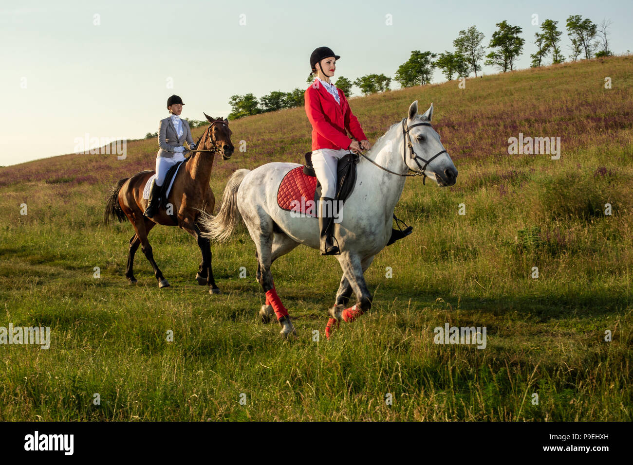 Horseback riders. Two attractive women ride horses on a green meadow ...