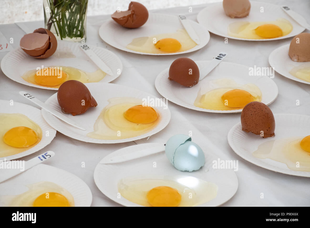 Free range fried eggs being entered in competition Stock Photo - Alamy