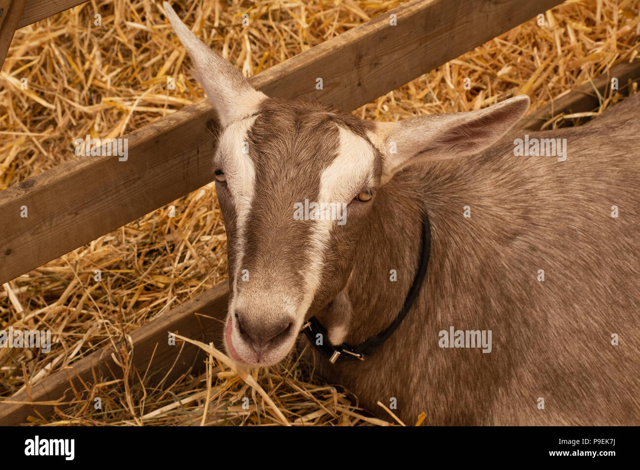Goat head in pen Stock Photo - Alamy