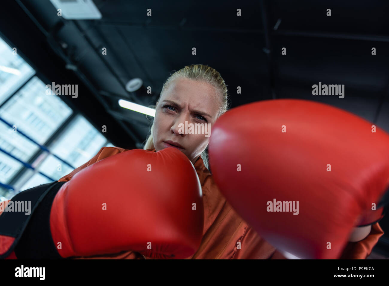 Blue-eyed blonde-haired female boxer having emotions Stock Photo - Alamy