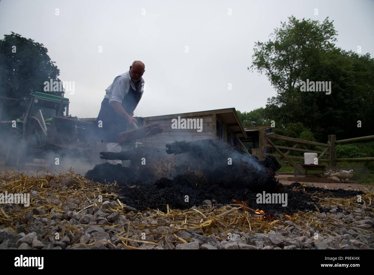Pig slaughter: moments after death the preparation of the carcass by ...