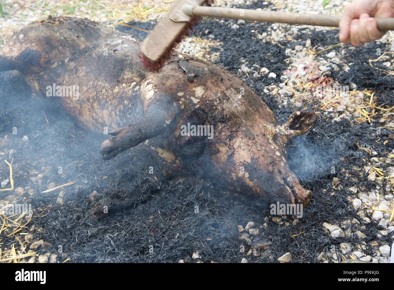 Internal organs of pigs hi-res stock photography and images - Alamy