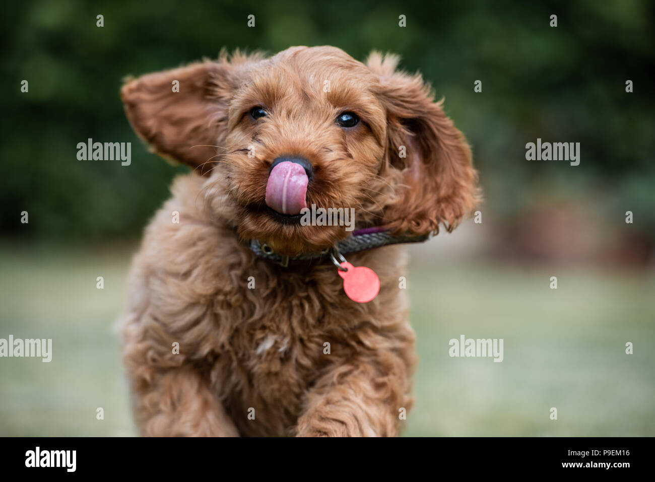 Ginger cockapoo puppy hi-res stock photography and images - Alamy