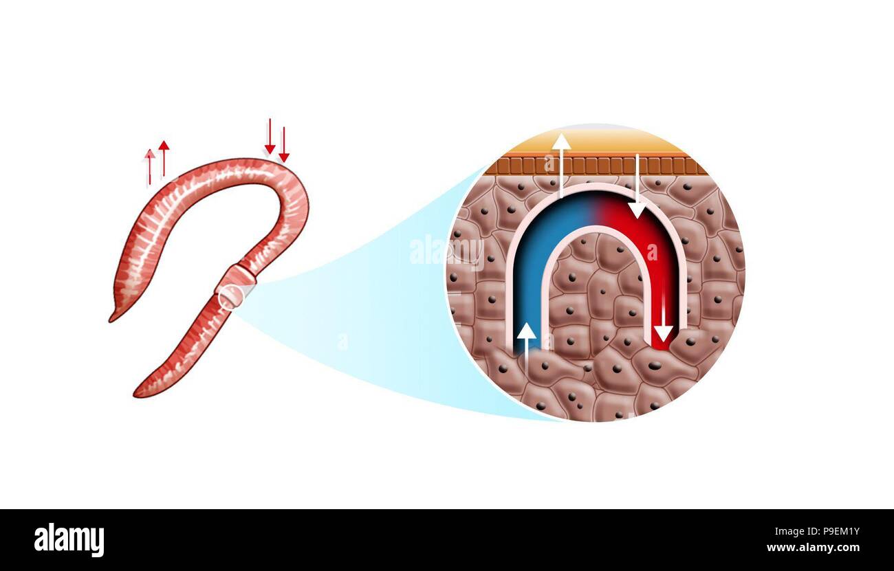 Skin breathing Cut Out Stock Images & Pictures - Alamy