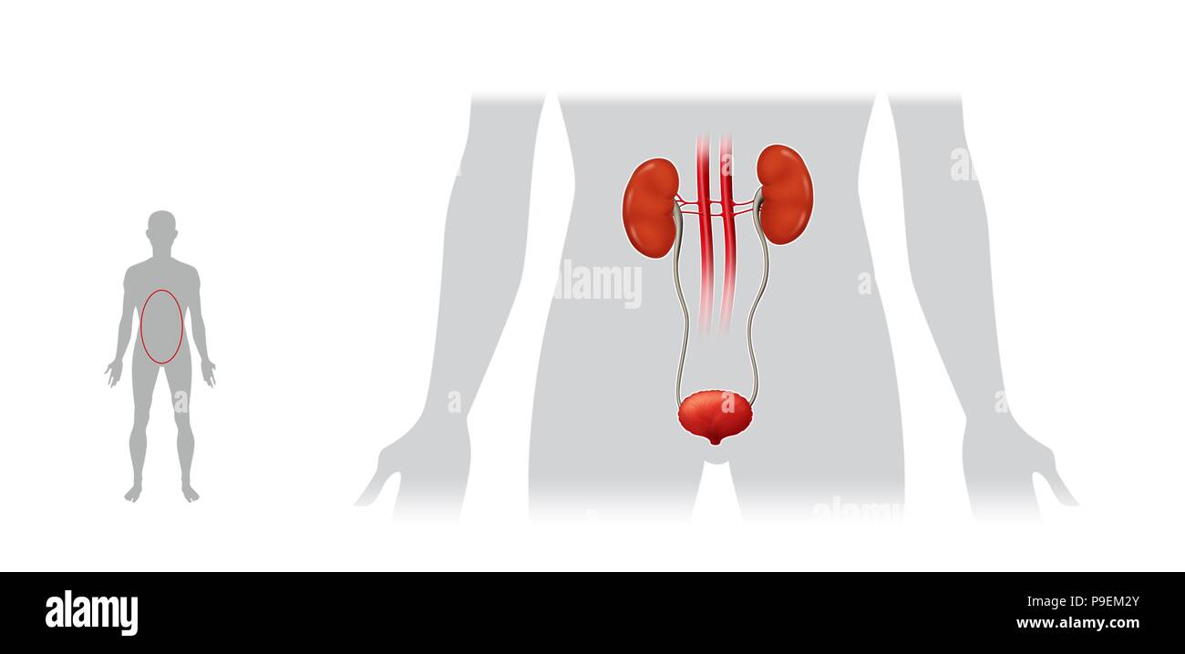 Urinary duct hi-res stock photography and images - Alamy