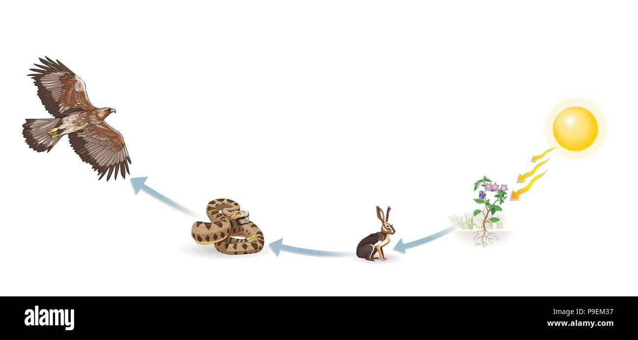 Food chain ecosystem Cut Out Stock Images & Pictures - Alamy