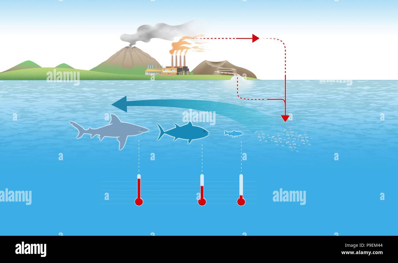 Biomagnification Mercury
