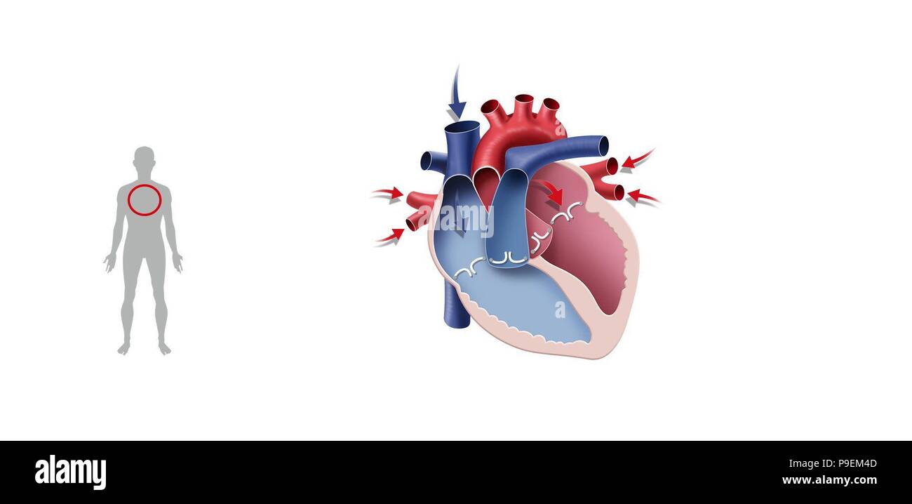 Movements of the heart. Diastole Stock Photo - Alamy