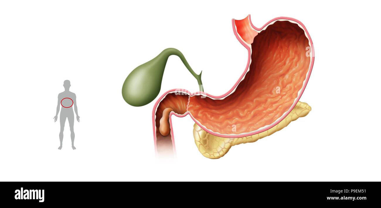 Chyme hi-res stock photography and images - Alamy