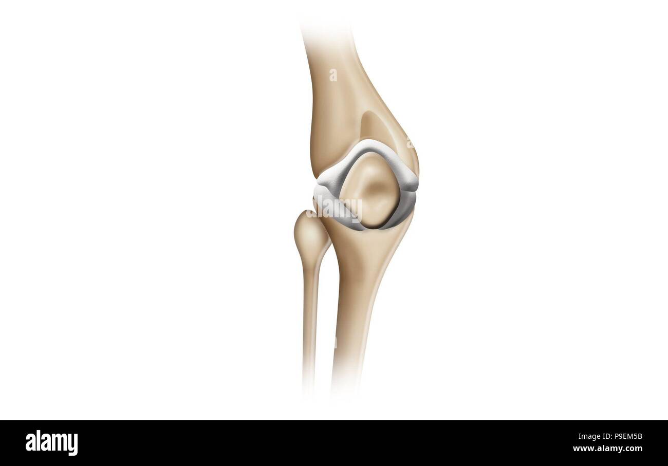 Osseous joint Cut Out Stock Images & Pictures - Alamy