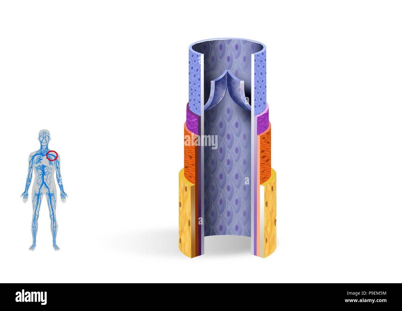 Layers of the vein wall Stock Photo - Alamy