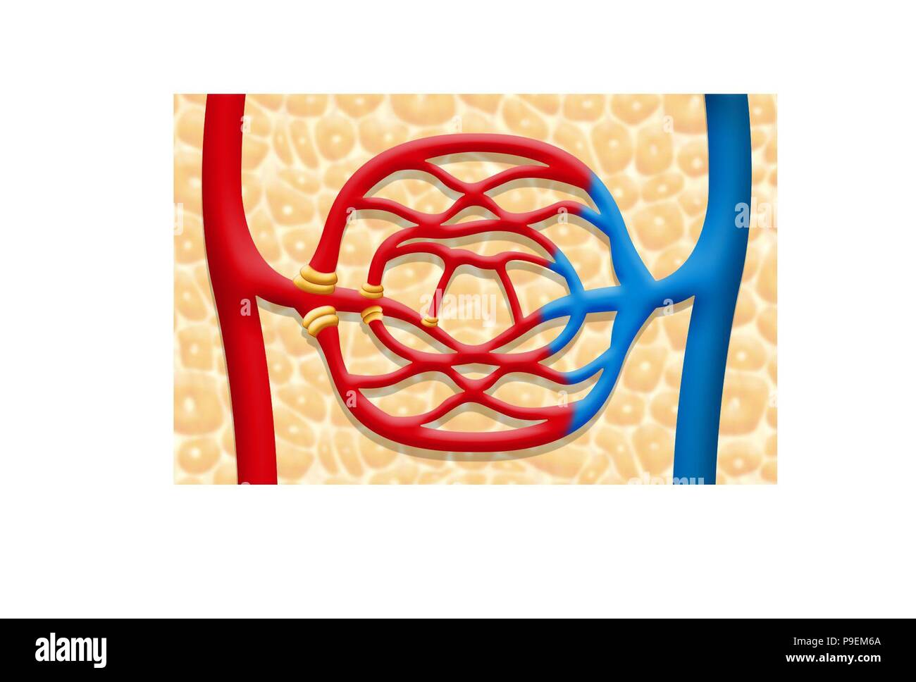 Capillary network hi-res stock photography and images - Alamy