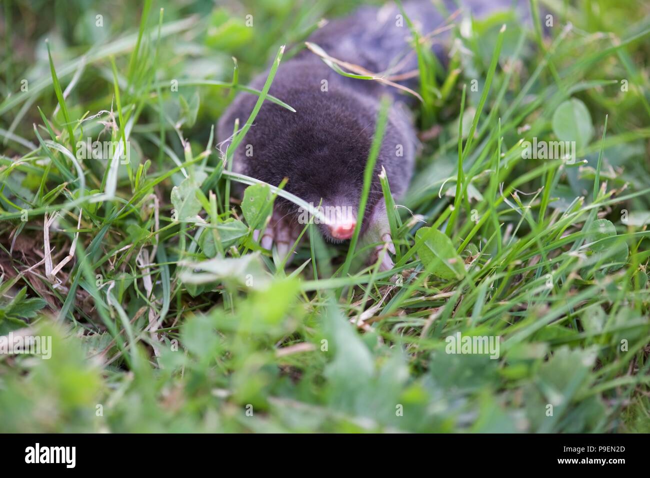Mole (Talpa europaea): a common european mole in short grass Stock ...