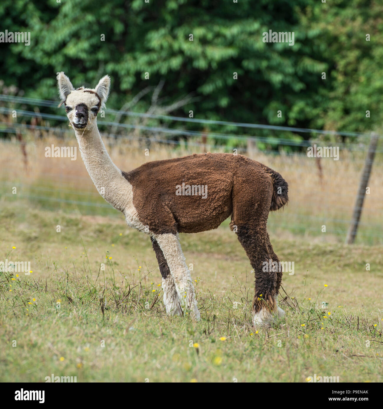 Rare colour hi-res stock photography and images - Alamy