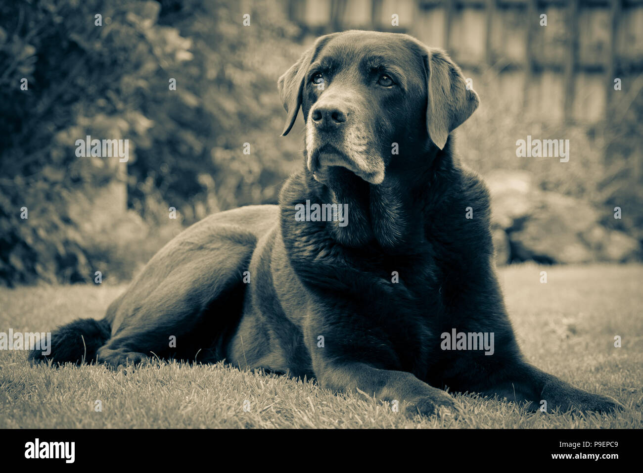 Adult chocolate labrador retriever hi-res stock photography and images ...