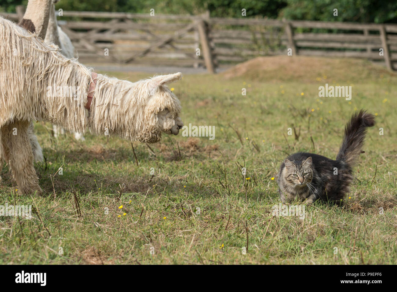 suri alpaca sniffing a cat Stock Photo - Alamy
