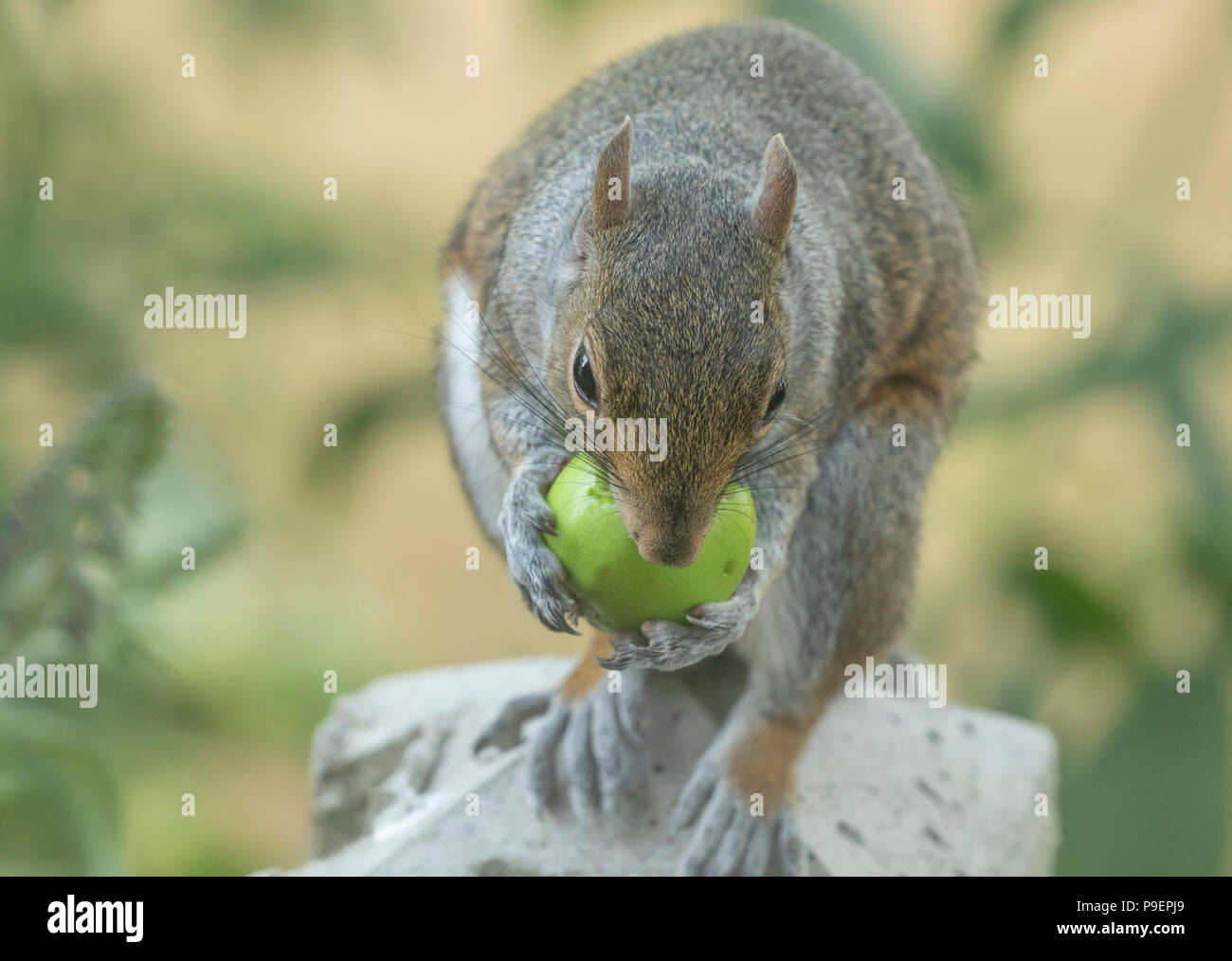 Eat Squirrel Uk at James Givan blog