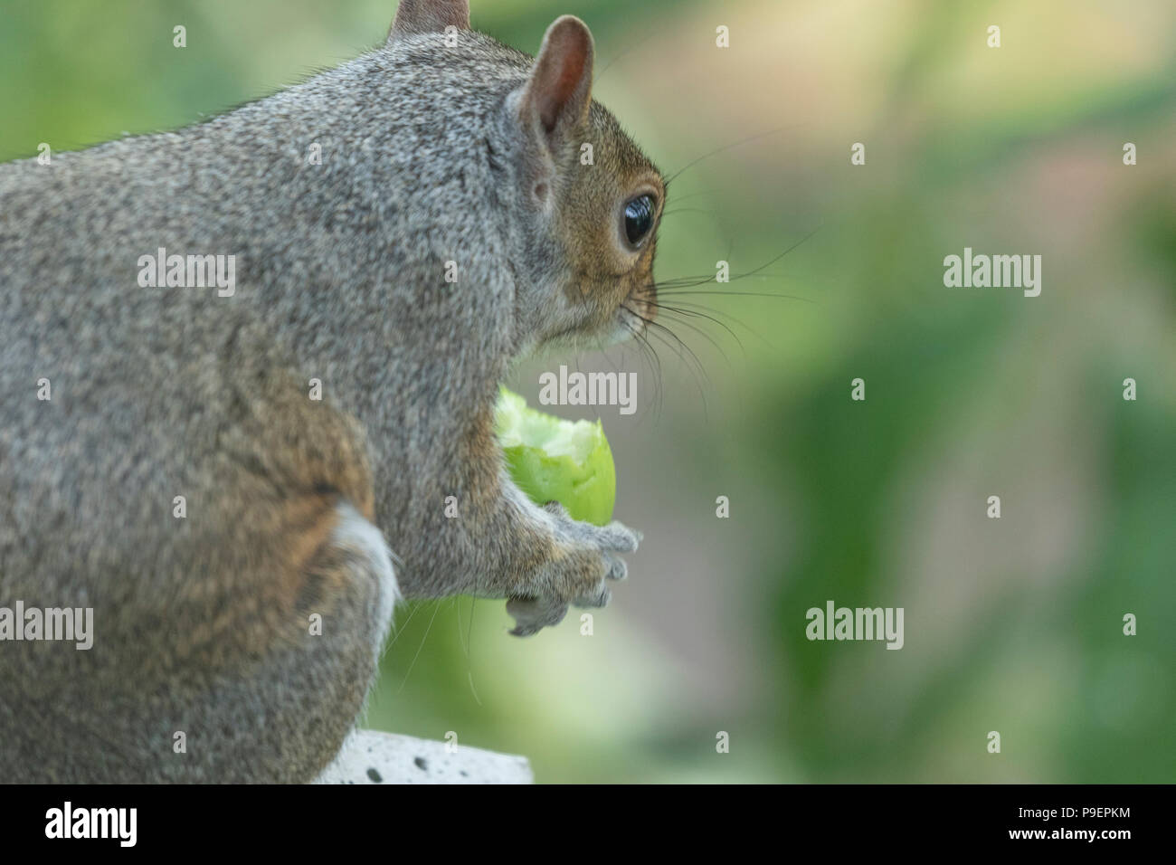 Grey squirrel (UK) eating an apple Stock Photo - Alamy