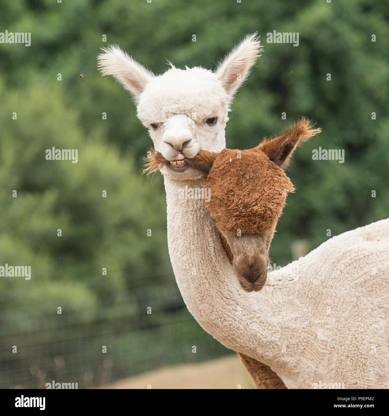 2 male alpacas fighting Stock Photo - Alamy