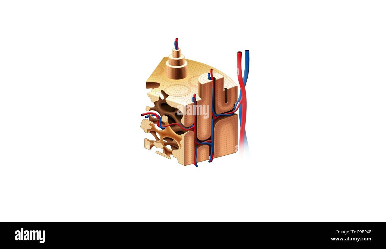 Bone tissue - section of a long bone Stock Photo - Alamy