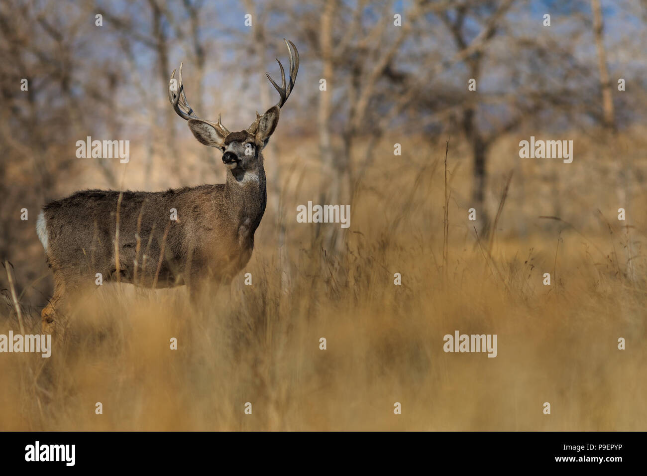 Statuesque 5-pointed buck deer looking backwards over its shoulder ...
