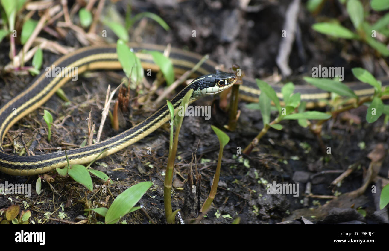 Head raised on a coiled ribbon snake Stock Photo - Alamy