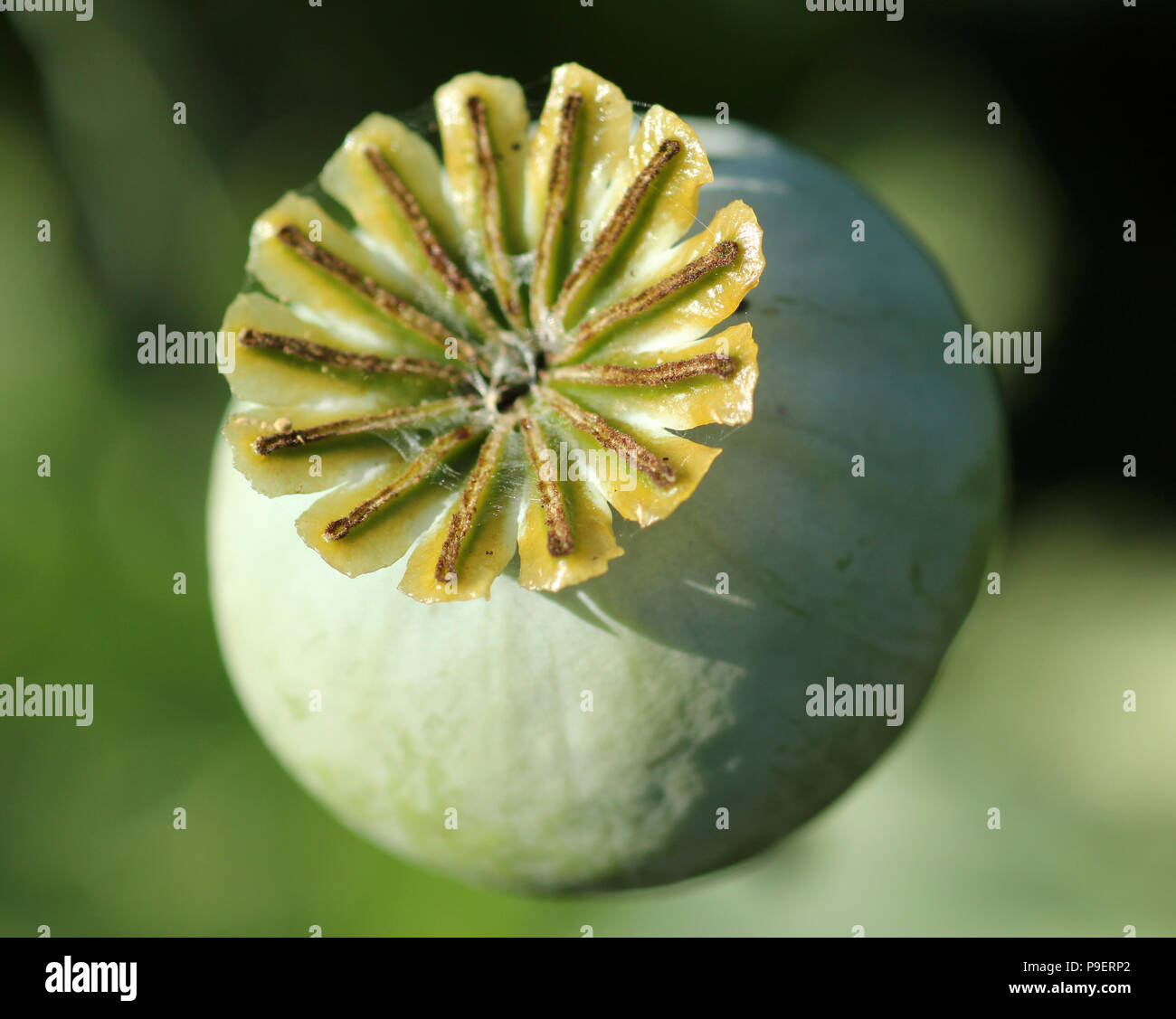 Detail poppy seed head hi-res stock photography and images - Alamy