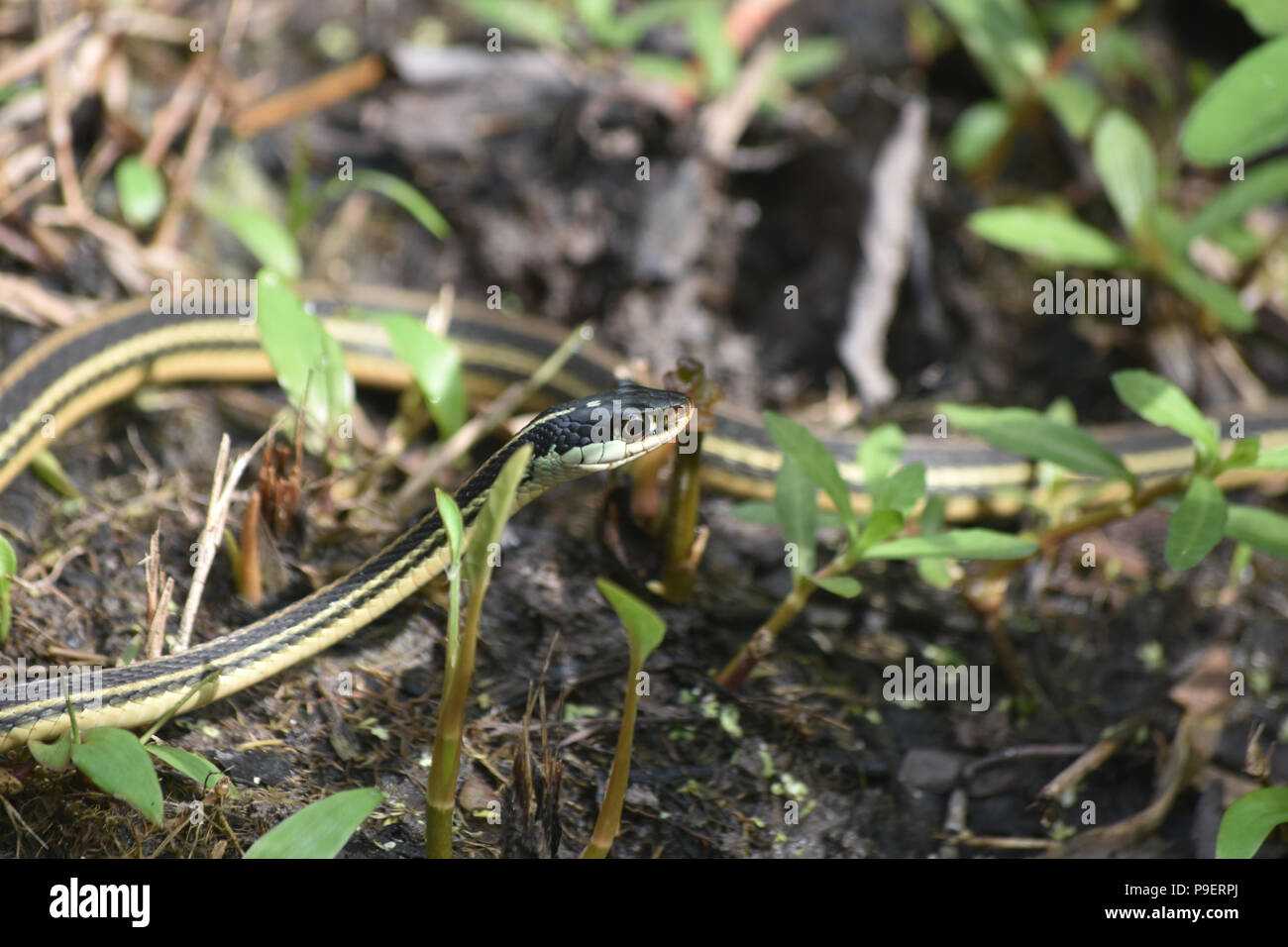 Nonvenomous swamp snake hi-res stock photography and images - Alamy