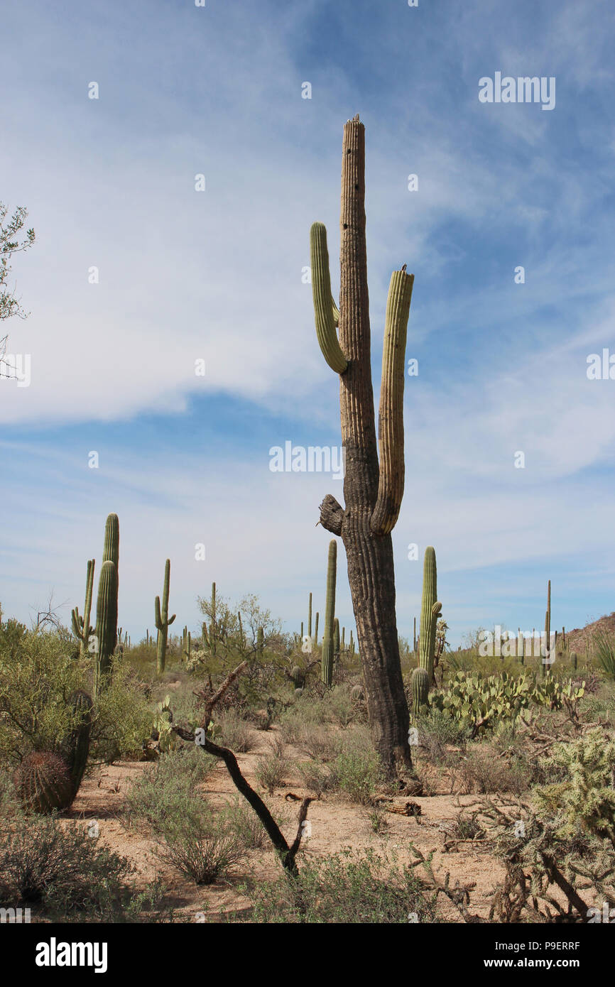 Desert landscape filled with saguaro cacti, creosote bushes, prickly ...