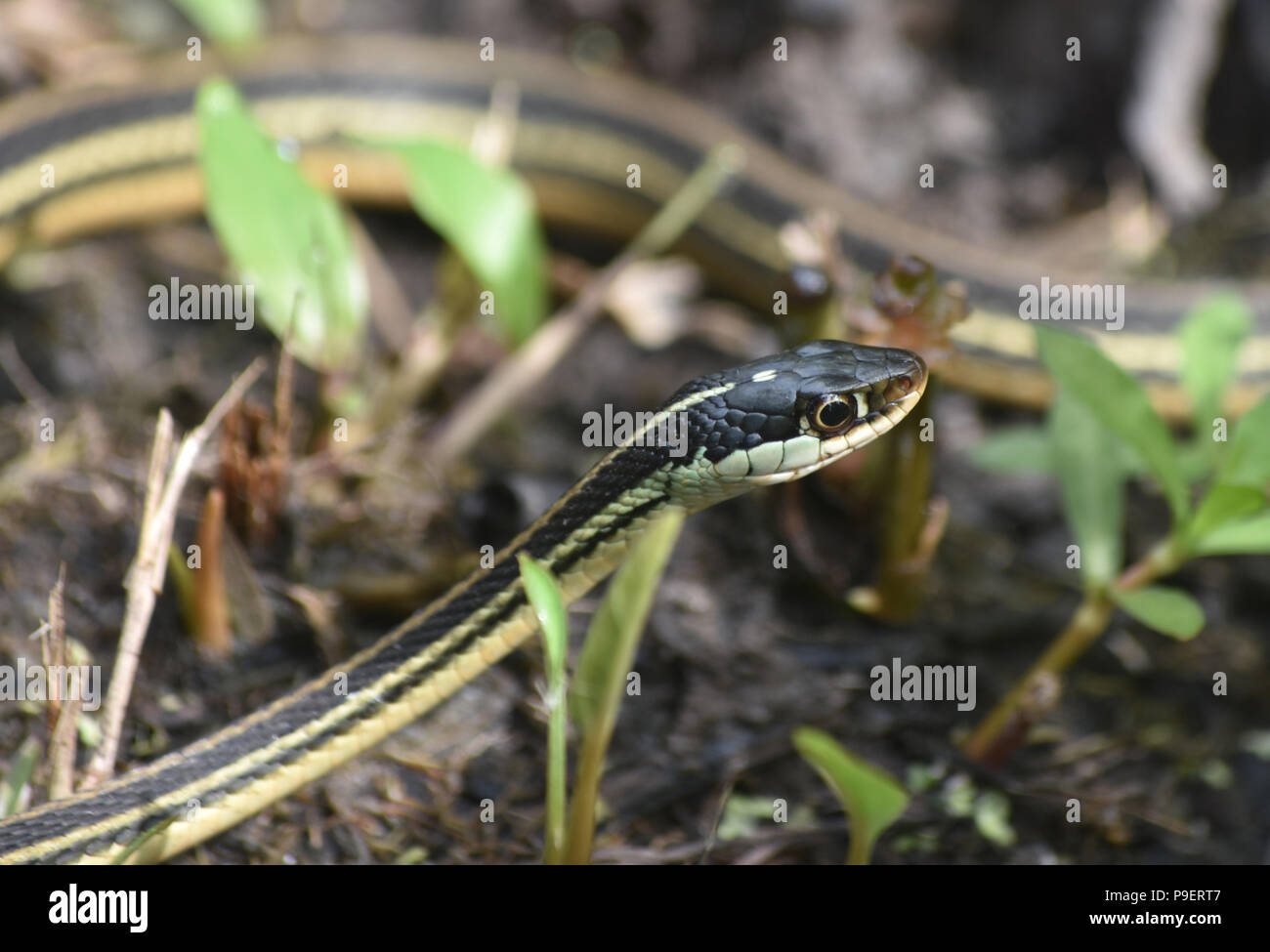 Nonvenomous swamp snake hi-res stock photography and images - Alamy