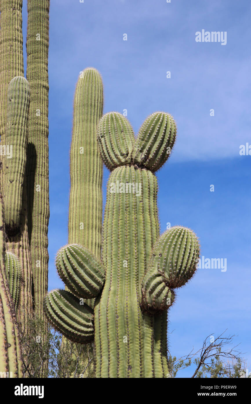 Close up of a saguaro cacti which resembes Mickey Mouse or a rabbit on ...